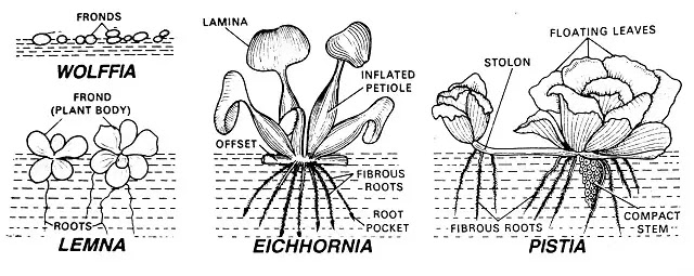 Hydrophytes : Definition, Classification, characteristic, Importance ... Hydrophytes : Definition, Classification, characteristic, Importance ...